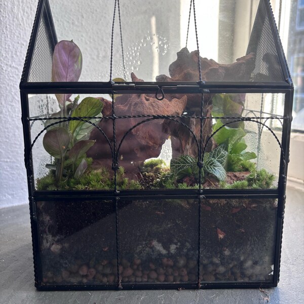 Watertight Curved Glass Terrarium With Grow Lamp for Tropical Bog ...
