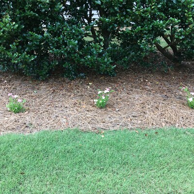 Chaenomeles Speciosa spitfire Flowering Quince Flowering Shrubs/plants ...