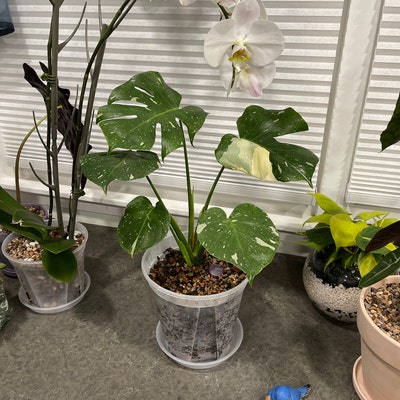 High Quality Clear Transparent Plant Pots With Good Drainage Planter ...