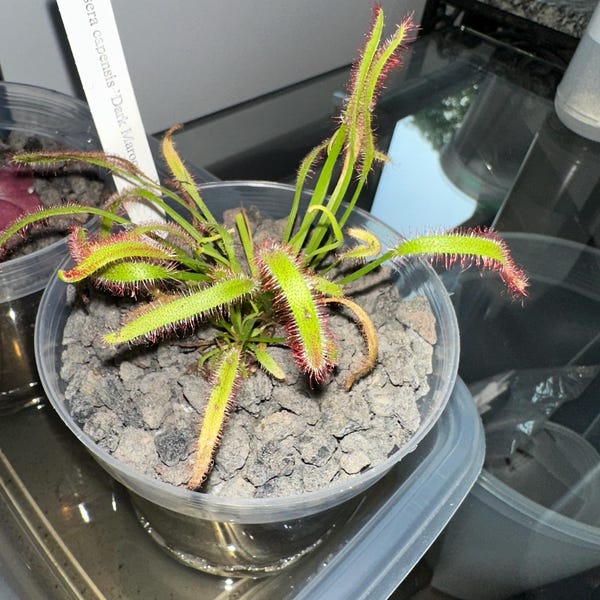 Dragon Fruit, Hylocereus 'edgar's Baby' Rooted Plant Shipped in 3" Pot ...