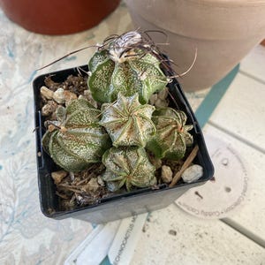Euphorbia Obesa Hybrids Clusters Rare Plant Live Plant - Etsy