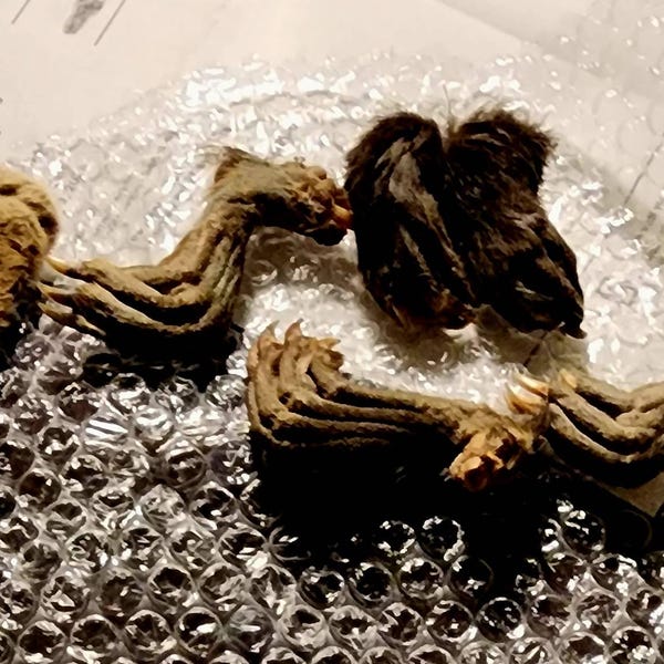 Mummified Muskrat Back Paw - Etsy