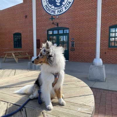 The Crafty Dog Co Can't Stop the Tealin' Rope Lead Teal - Etsy