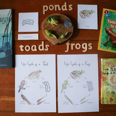 Frog & Toad Pack Printable Life Cycle Posters Watercolor Flash Cards ...