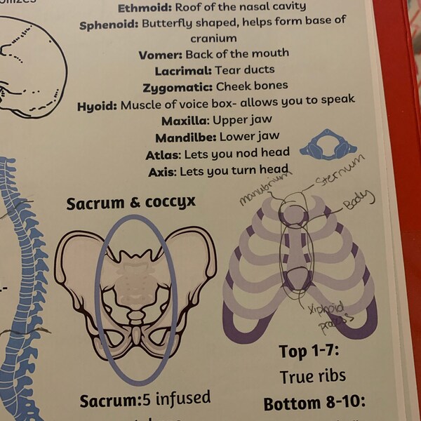 Bundle Anatomy & Physiology Part 2 Study Kit With Practice Questions ...