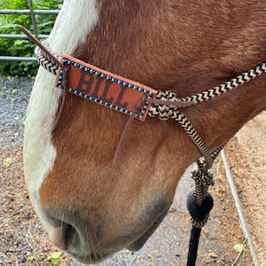 Sparkle Gambler Halter Horse Mule Tape Halter With Bronc Nose Band ...