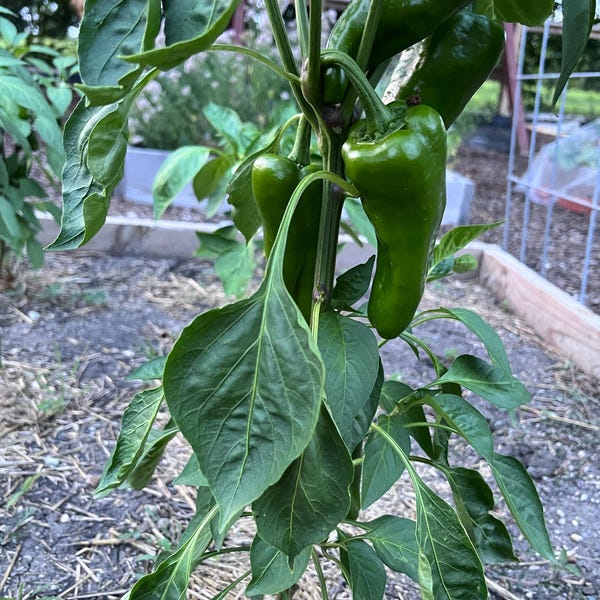 Emerald Giant Sweet Pepper Heirloom Seeds - Etsy