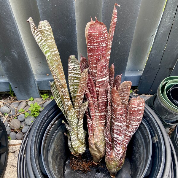 Hohenbergia 'fudge Ripple' - Etsy