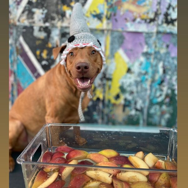 CROCHET PATTERN - Shark Hat for Large Dogs - Etsy