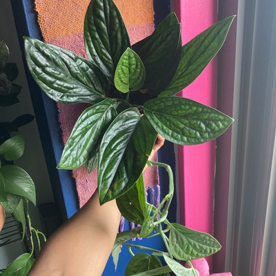 Monstera Peru in 6 Pot, Rare Plant, House Plant - Etsy