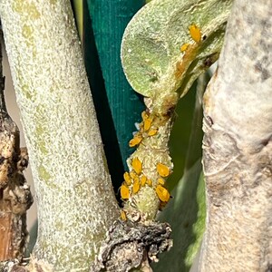 CALOTROPIS GIGANTEA Giant / Madar/ Milkweed Tree Plant Butterfly Garden ...