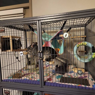 Crazy Critter 11 Pc Kiln Dried Pine Chinchilla//rat//degu//squirrel ...