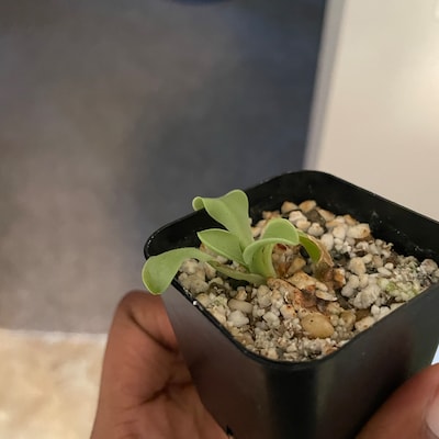 Pinguicula moranensis Var. Alba molongo X Emarginata zacapoaxtla X ...
