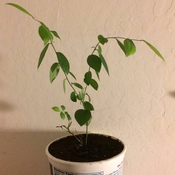 Jewel Blueberry 4 to 6 Inch Live Starter Plant Cutting Grown Blueberry ...