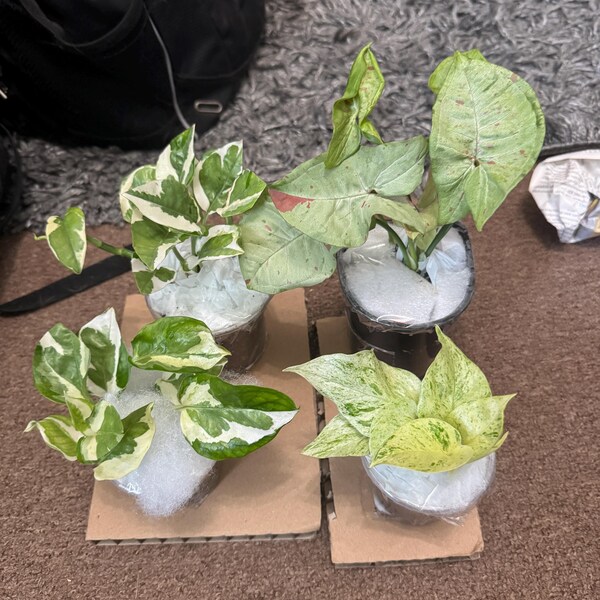 Variegated Maranta Prayer Plants, Beauty Kim Variegated, High ...