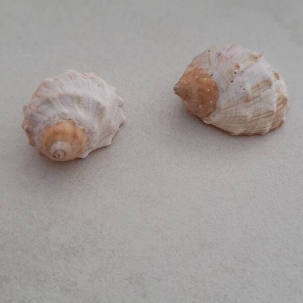 Vittina Waigiensis, Small Red Shell, Collectible Shell, Curiosity ...