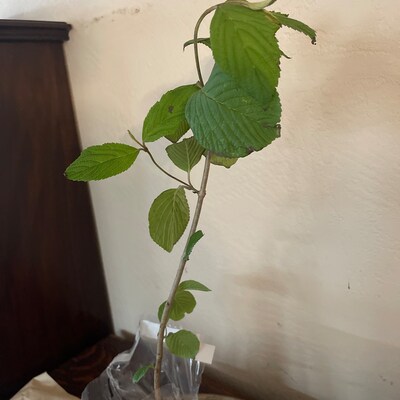 Pee Gee Hydrangea Paniculata Live Plant Perennial Shrub - Etsy