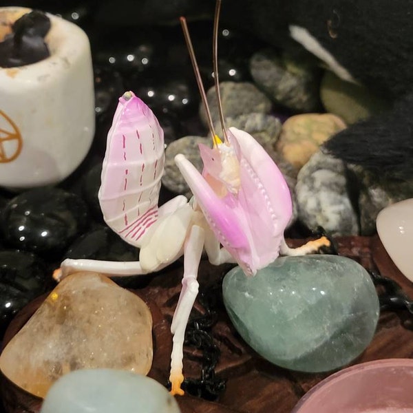 Plastic Pill Bug Roly Poly Insect Potato Bug Isopod Figure W/moving ...