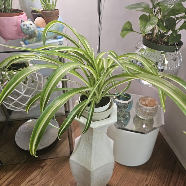 Calathea Burle Marx, Fishbone Prayer Plant, Unique and Easy to Care ...