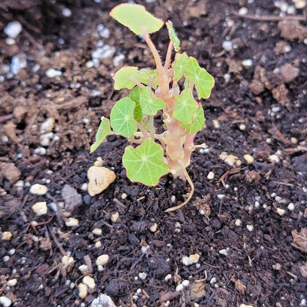 Nasturtium Jewel Mix Dwarf Heirloom Flower Seeds - Etsy