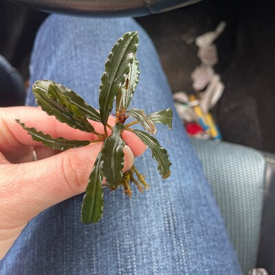 Bucephalandra Paris Aquatic Plant PRE ORDER Available May 24th - Etsy