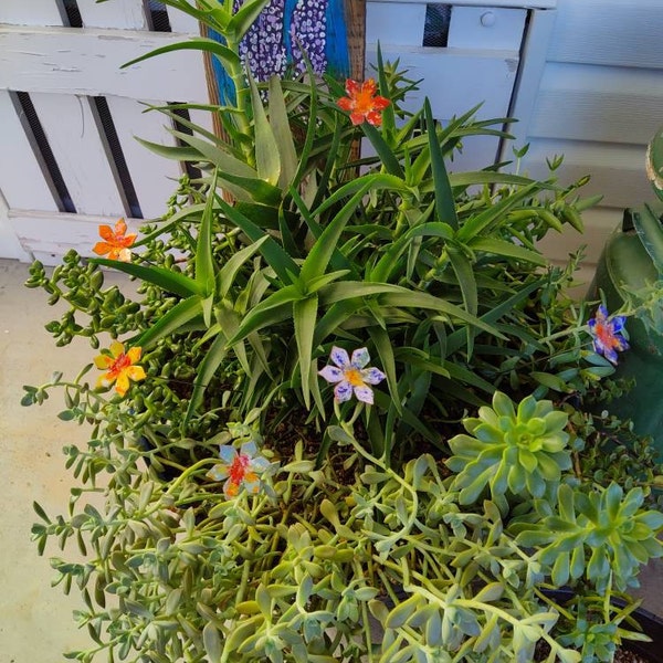 Copper 3 Piece Metal Cactus Set by Clever Goods Co Garden Decor, Garden ...