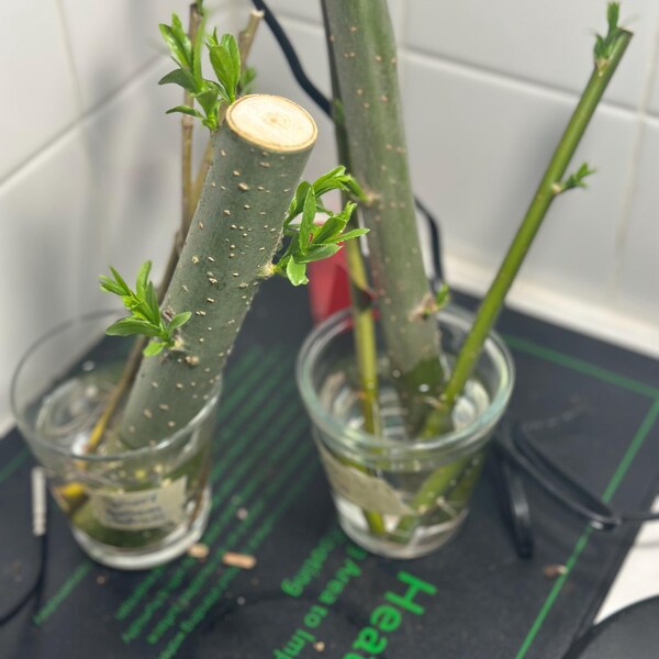 20 Trident Maple Bonsai Tree Seeds – Grow Acer Buergerianum – Japanese ...