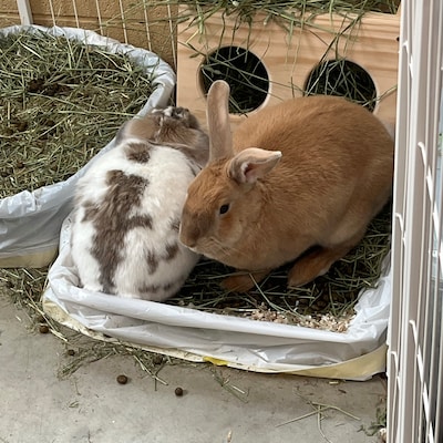 Tree Rabbit Toy natural - Etsy