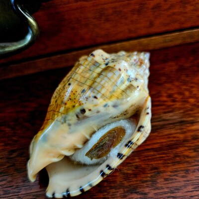 Large Specimen Grade 63.1mm CONUS Regius Royal, Crown Cone SEASHELL JB ...