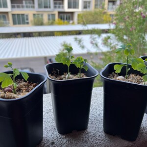 Sacred Fig Tree Seeds Bodhi Tree Seeds Pippala Tree Seeds Peepal Tree ...