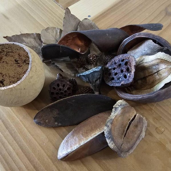 Lotus Head Pod - Isopods / Vivarium / Bioactive / Terrarium ...