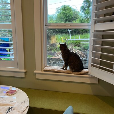 Window Sill Cat Pad/ 8 Sill Pad - Etsy