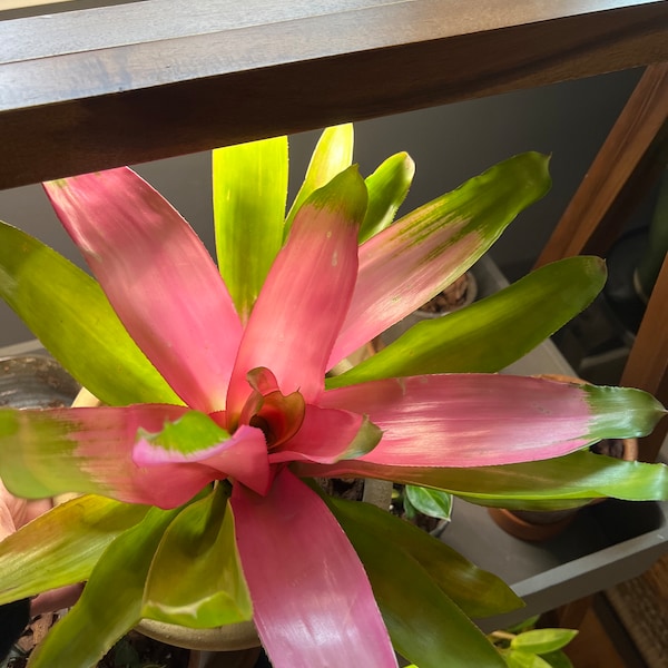 Bromeliad Alcantarea Imperialis ‘rubra’ - Etsy