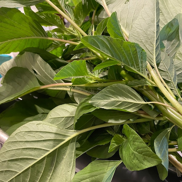 Jamaican Callaloo Seeds - Hand Harvested - Organically Grown - Non GMO ...