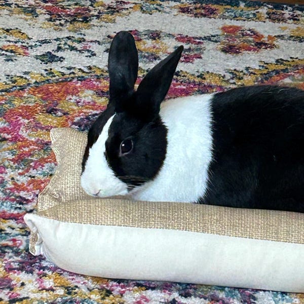 Discounted MYSTERY Classic Hop N' Flop® | Snuggle Burrow Flop Bed for ...