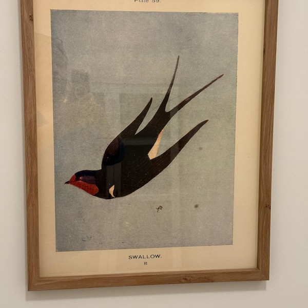 Vintage Swallow Bird Print – Ornithology Plate 59 Wall Art - Etsy