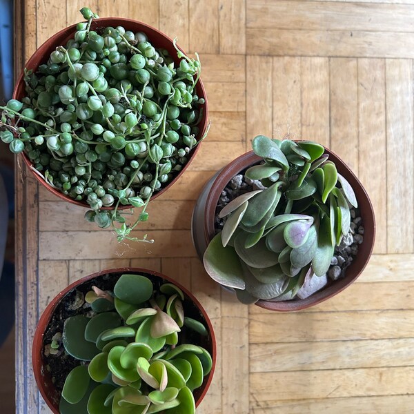 Weeping Jade, Trailing Jade, Variegated Succulent, Home Decor Plant ...