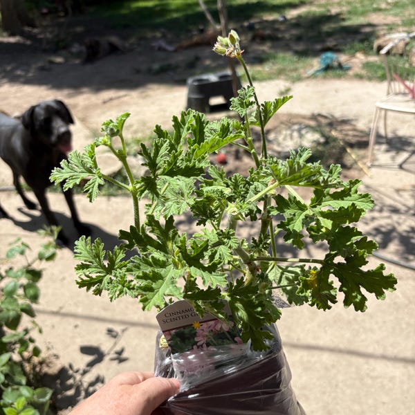 Prunus Lusitanica | Portuguese Laurel | Evergreen Privacy Hedge | Dense ...