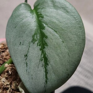 Scindapsus Silver Knight - Etsy