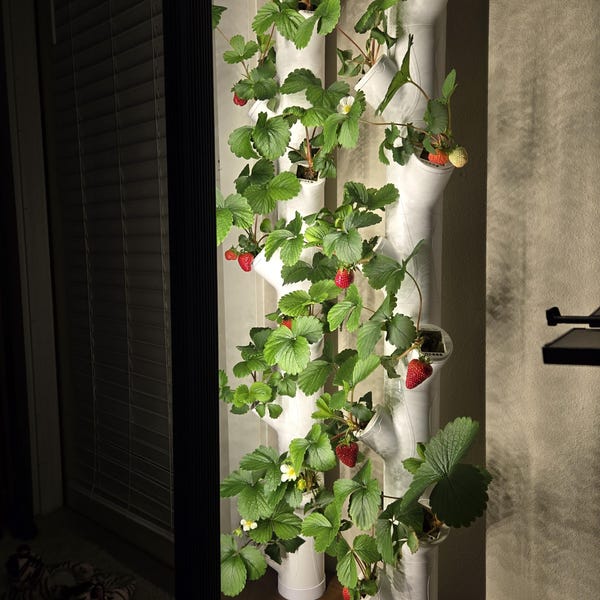 Potted Joan J Thornless Ever Bearing Red Raspberry Plants the Only ...