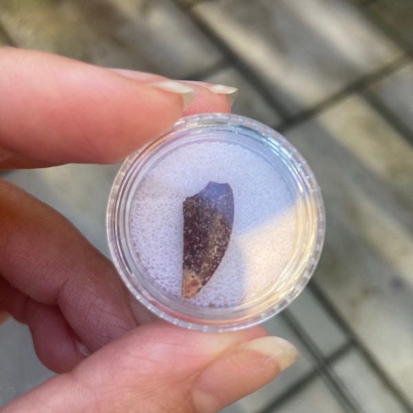 Spacex & ISS Flown NASA Vector Label - Flown in Space - NASA - Etsy