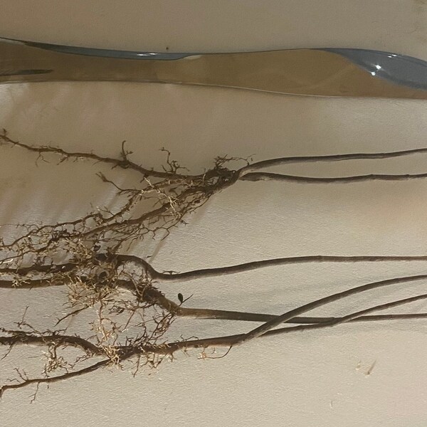 5 Red Maple Bare Root (acer Rubrum) - Etsy