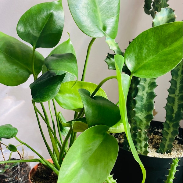 Monstera Split Leaf - 4" From Tropical Ambiance - Etsy