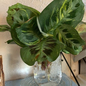 Shadow Boxing Dwarf Tomato. Heirloom Tomato Seed - Etsy