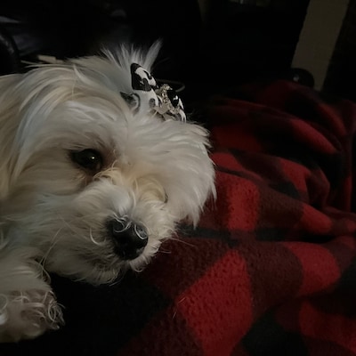 Dog Bows Small Dog Hair Bow Bows for Maltese/yorkies /shih - Etsy