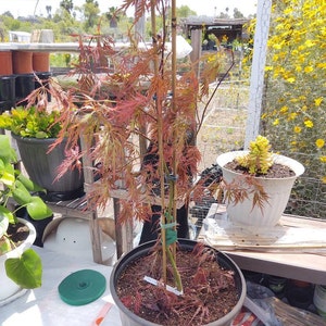 Japanese Maple ' Tamukeyama ' Grafted - Etsy