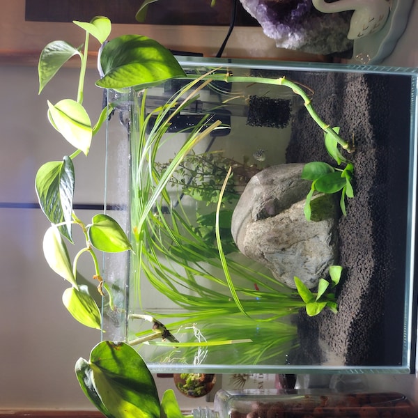 Cube Rimless Aquarium, High Quality Ultra Clear Seamless Glass Tank ...