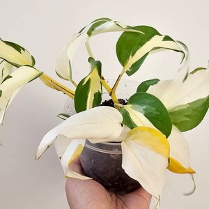 Epipremnum Aureum japanese Global Pothos Fully Rooted Extremely Rare ...