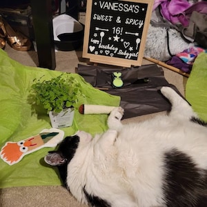 Kuchi Kopi Catnip Toy bobs Burgers | Etsy