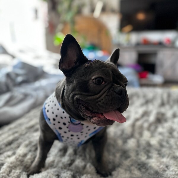 Frenchiestore Reversible Dog Health Harness Harry Pupper - Etsy